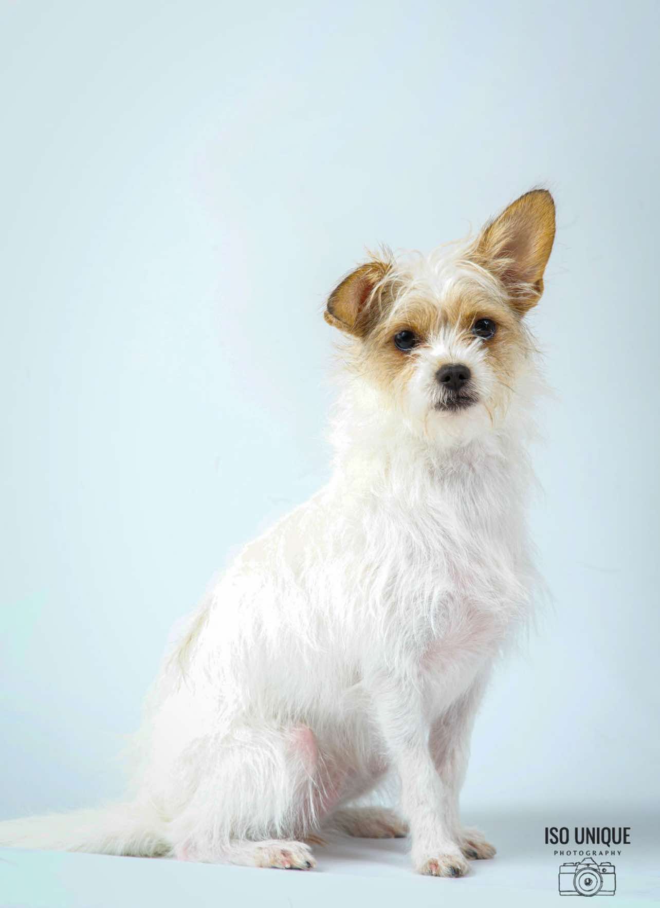 Misfit Mutts Dog Rescue