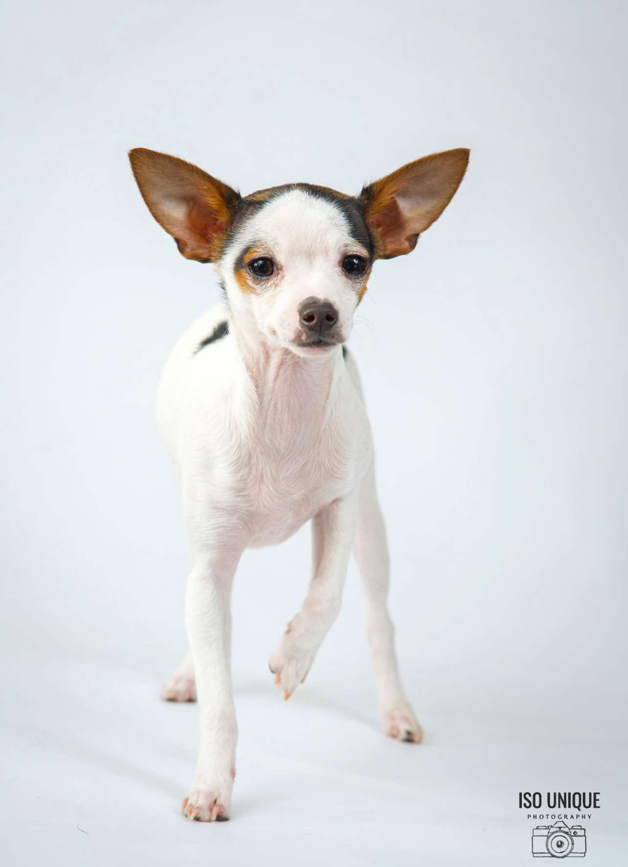 Misfit Mutts Dog Rescue
