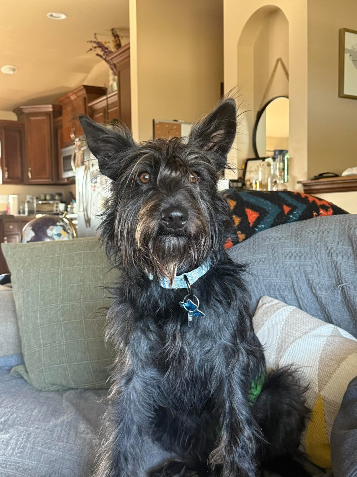 Adoptable Dogs | Misfit Mutts Dog Rescue
