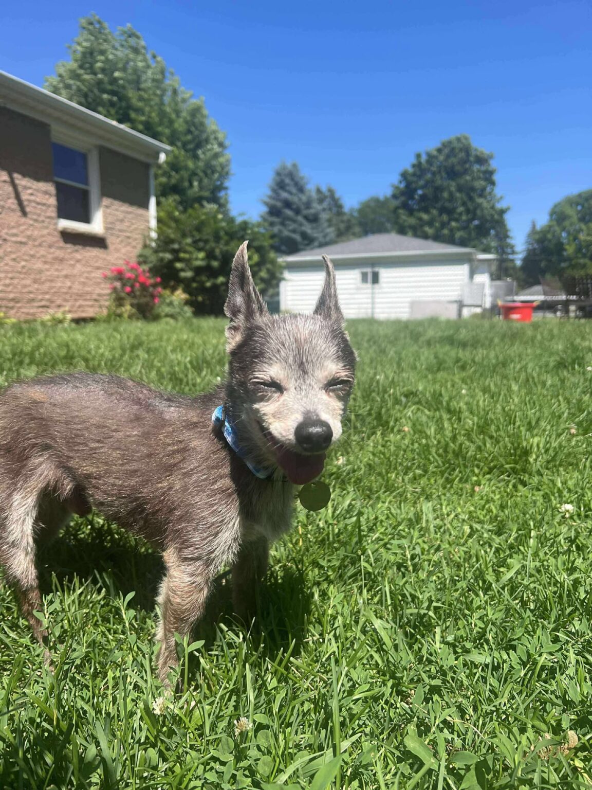 Adoptable Dogs | Misfit Mutts Dog Rescue