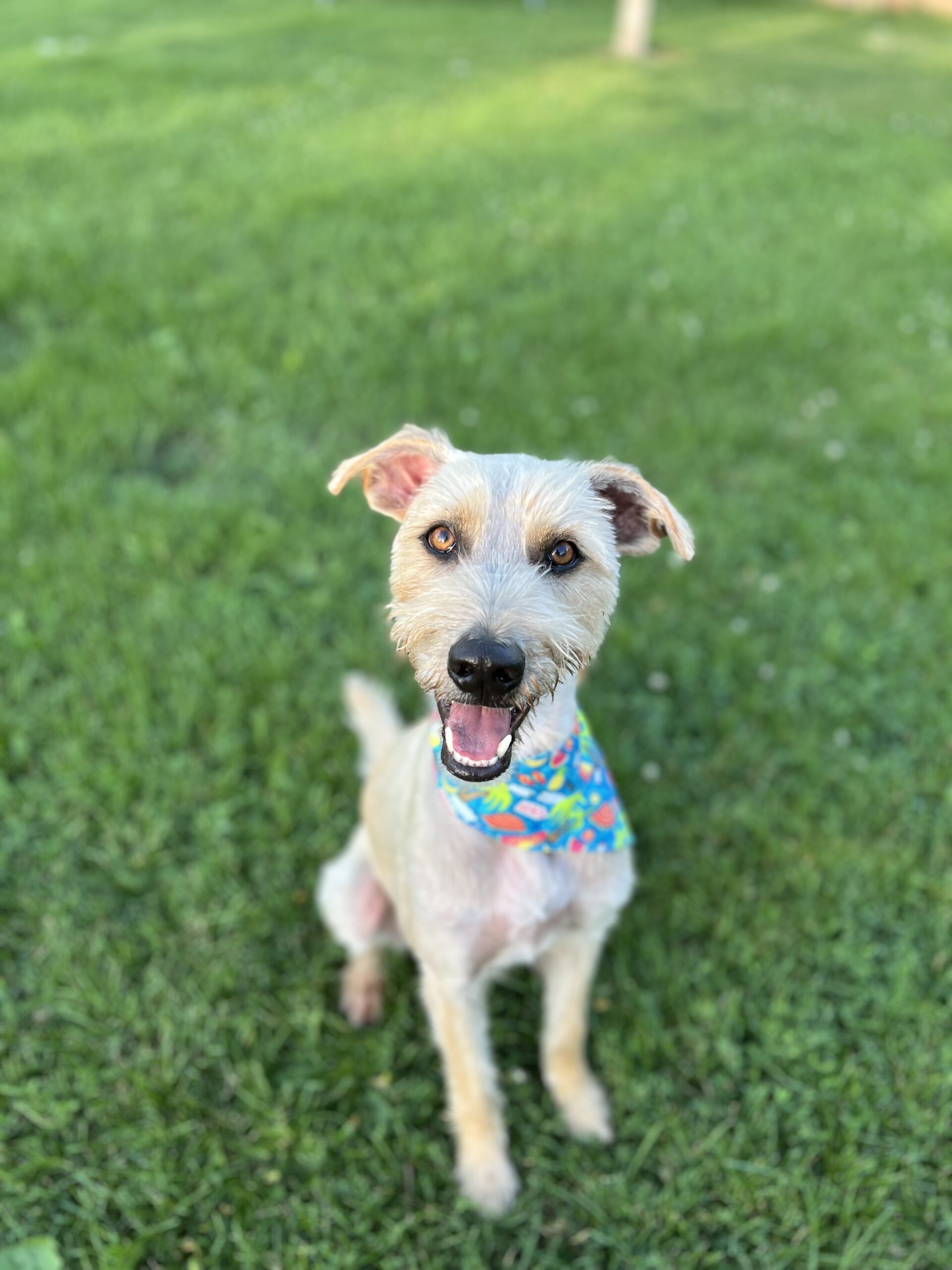 Adoptable Dogs | Misfit Mutts Dog Rescue