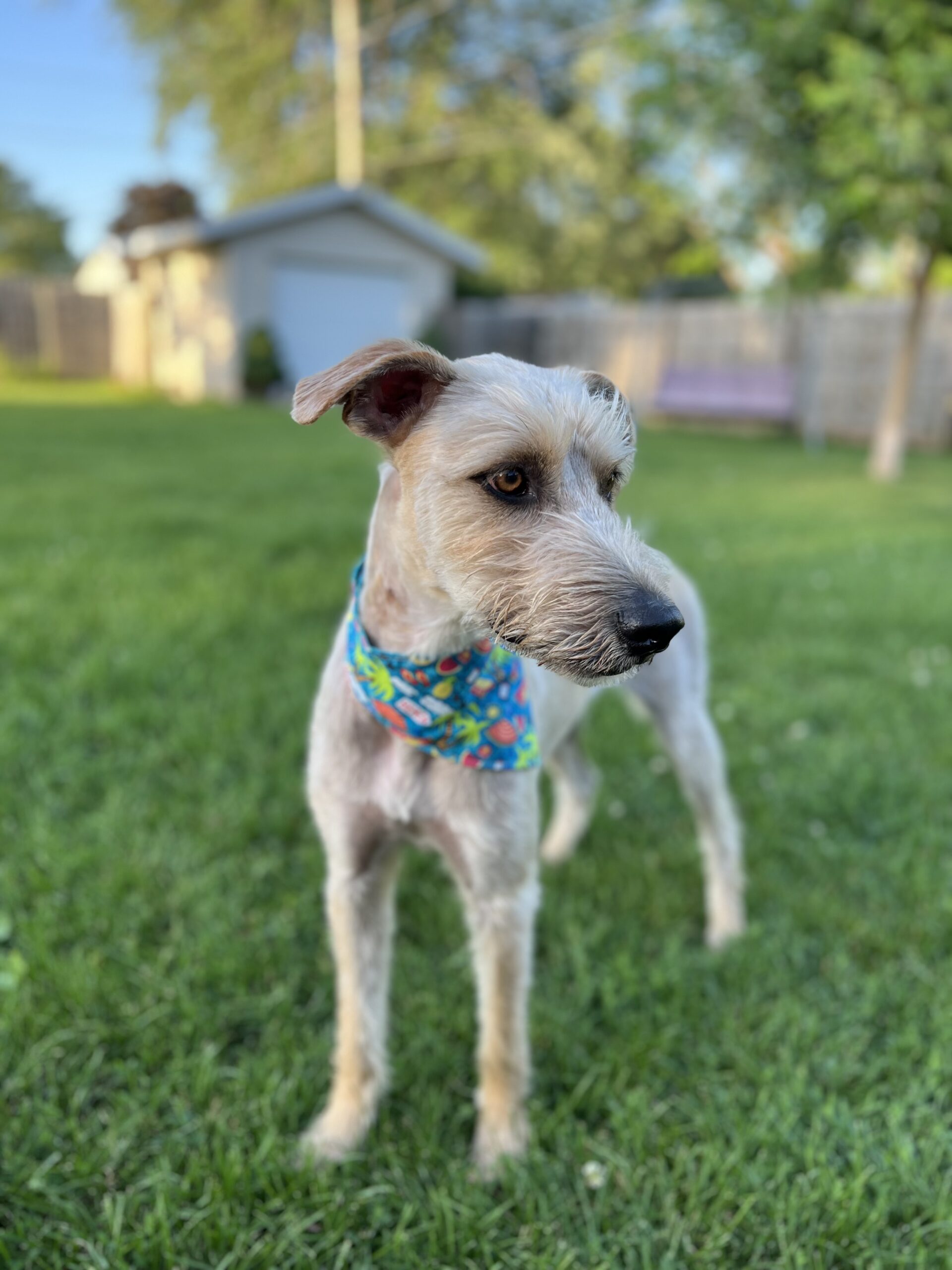 Adoptable Dogs | Misfit Mutts Dog Rescue