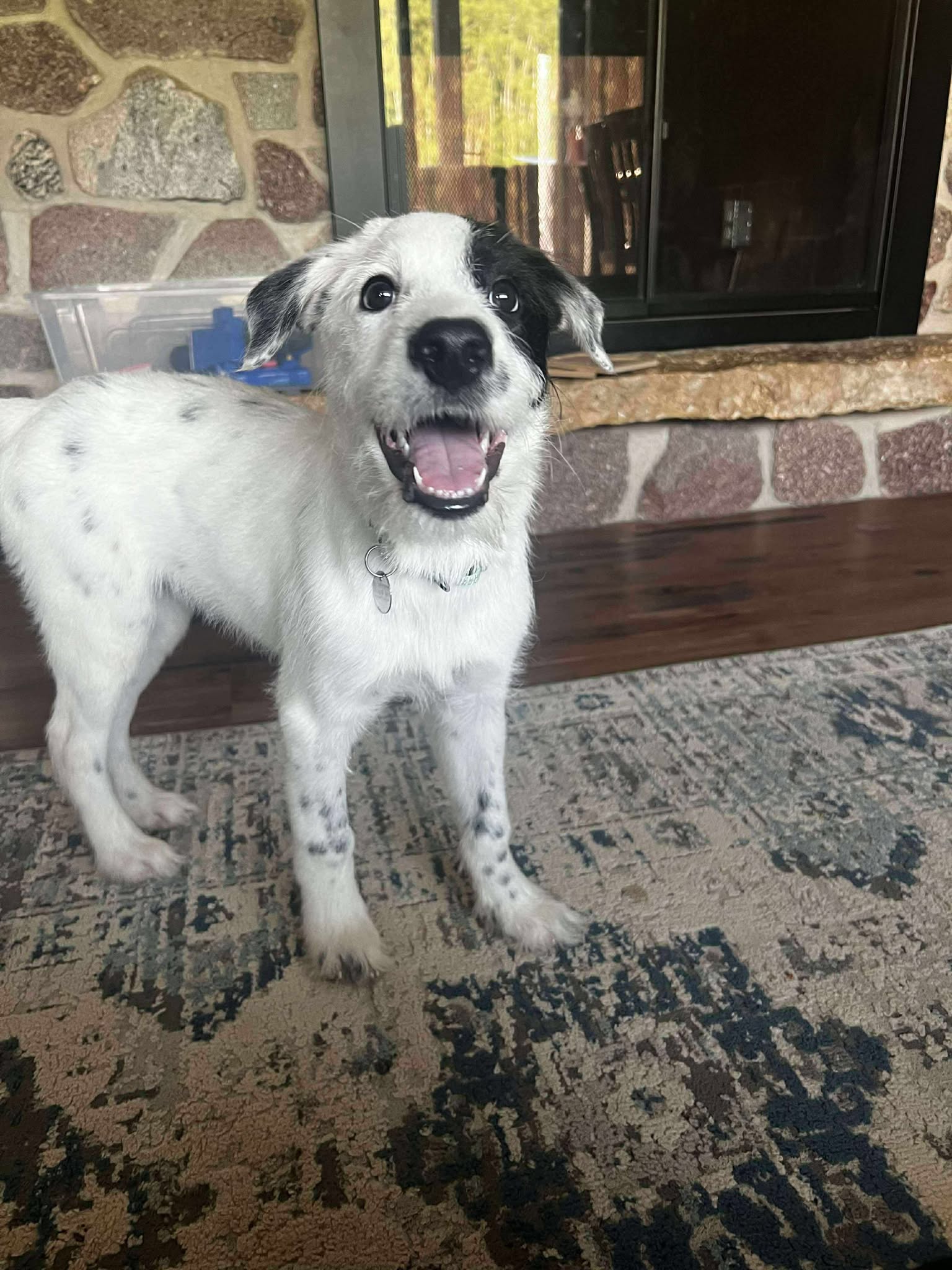 Adoptable Dogs | Misfit Mutts Dog Rescue