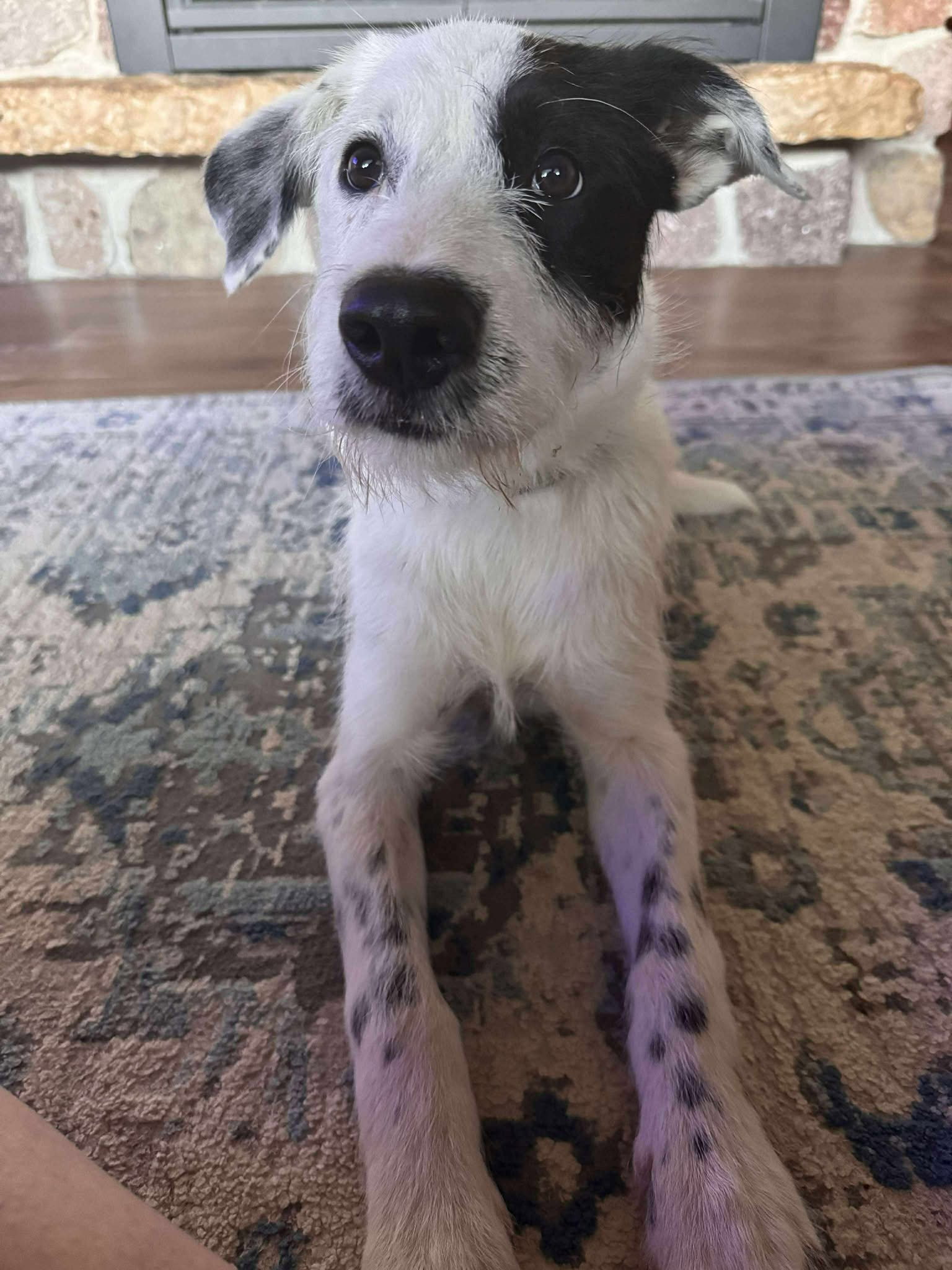 Adoptable Dogs | Misfit Mutts Dog Rescue