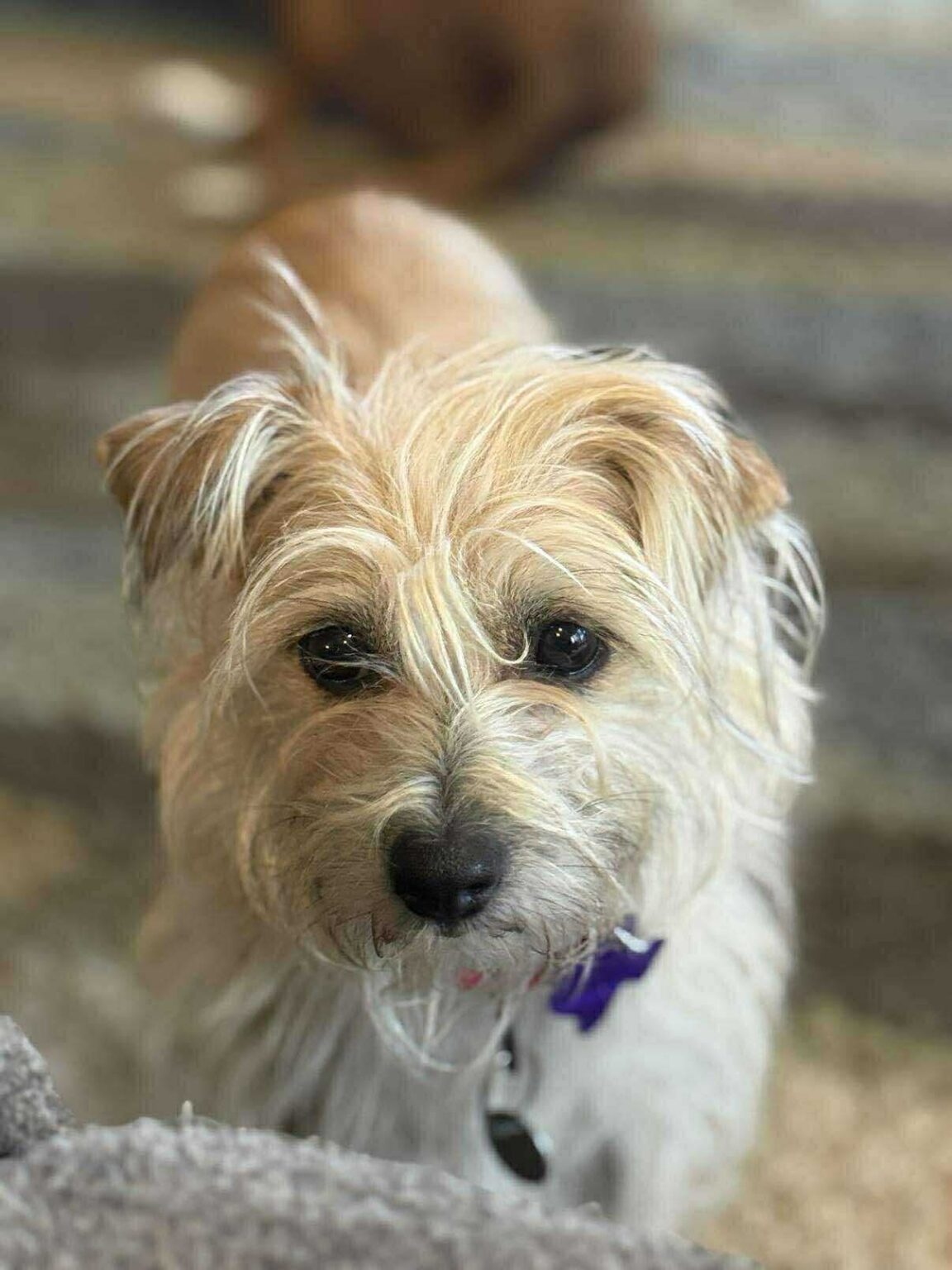 Adoptable Dogs | Misfit Mutts Dog Rescue