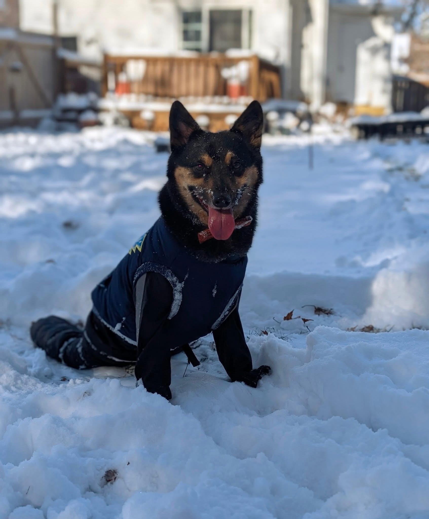 Adoptable Dogs | Misfit Mutts Dog Rescue