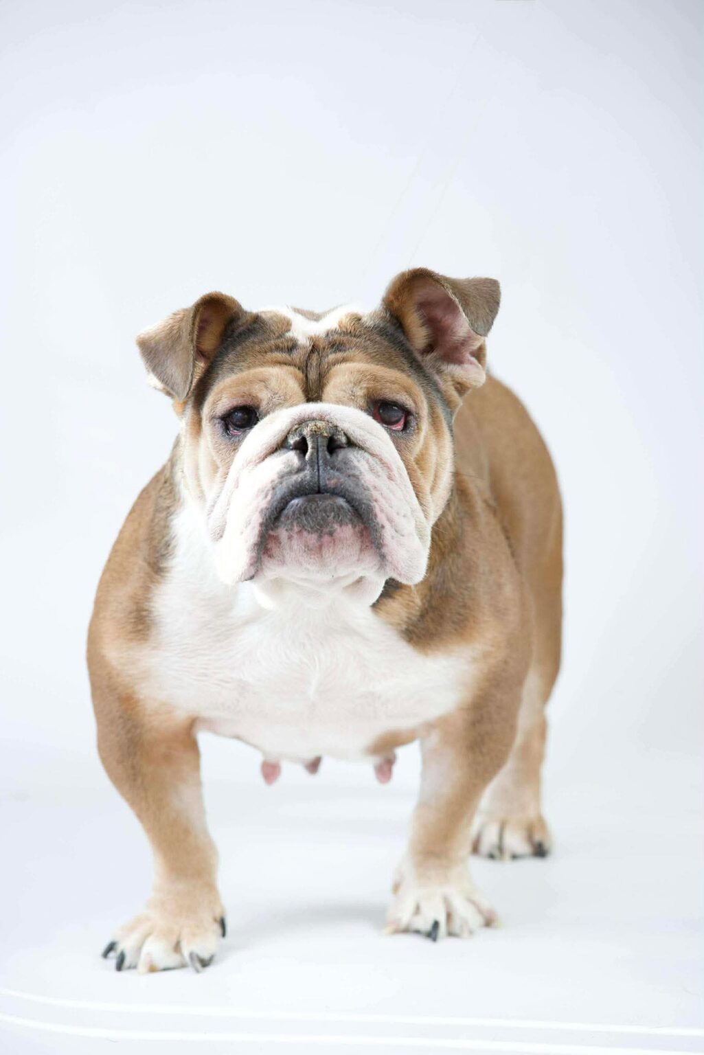 Adoptable Dogs | Misfit Mutts Dog Rescue